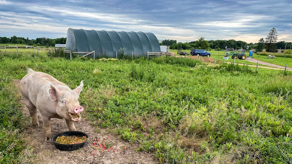 A Day in the Life of Pickles the Rescue Pig