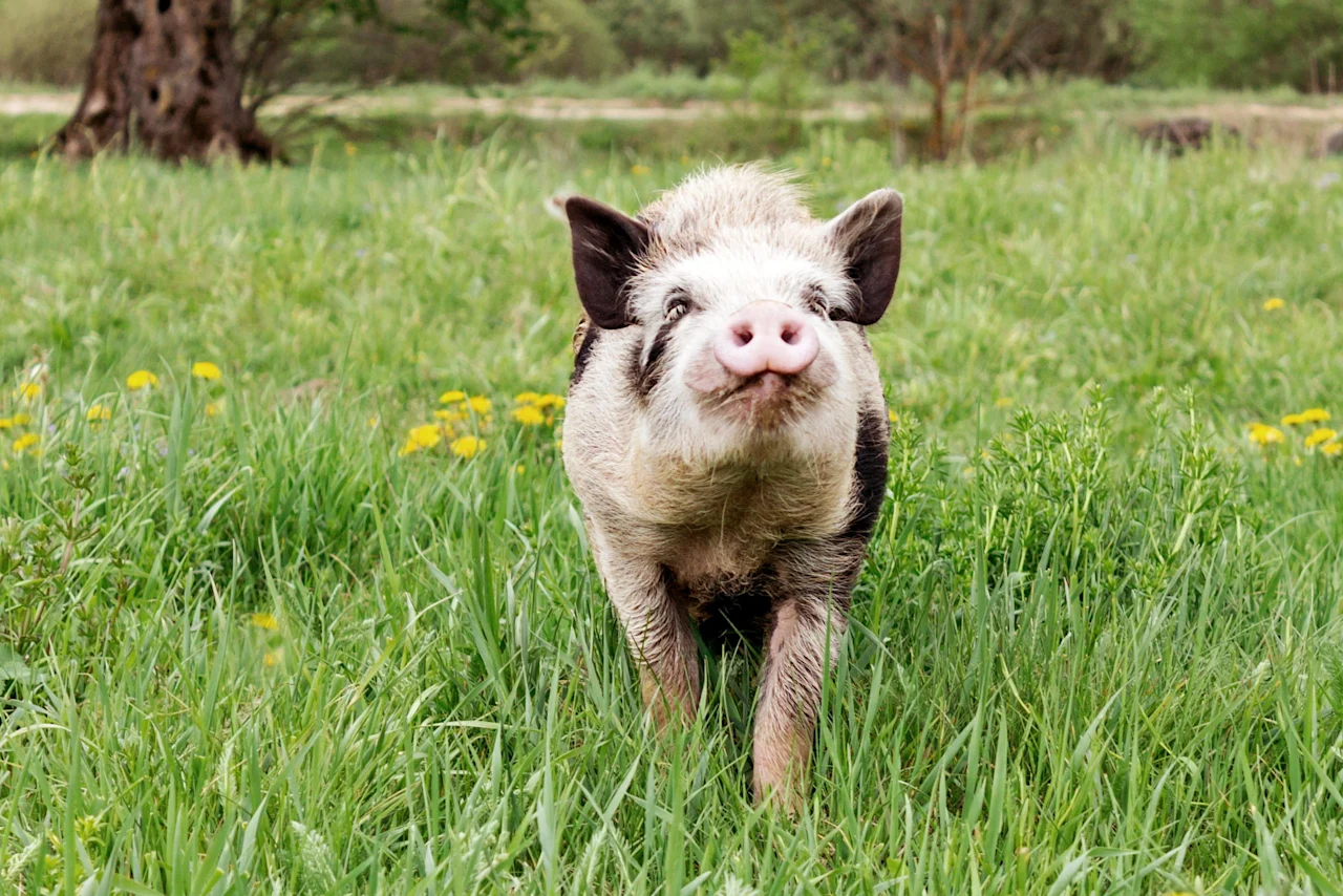 Pig Intelligence: Are Pigs as Intelligent as Dogs?