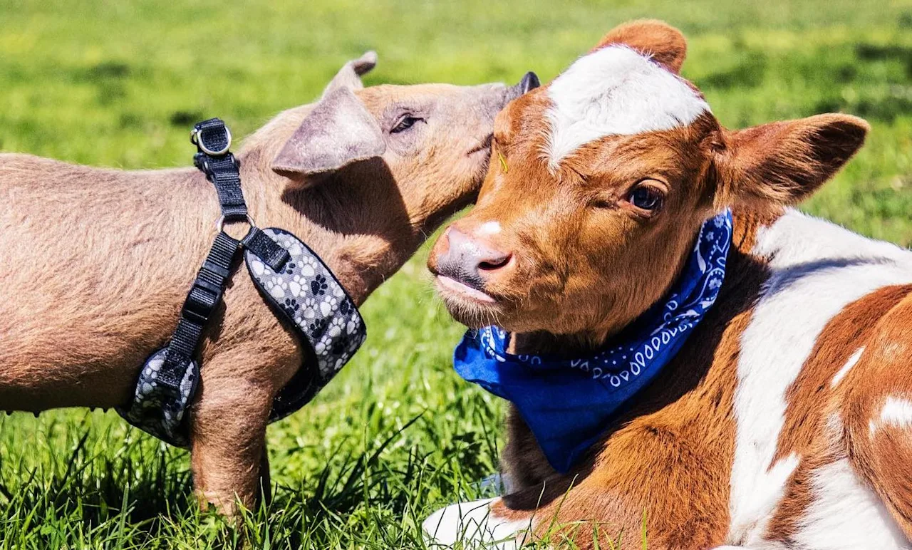 Five animals who escaped from slaughter against all odds