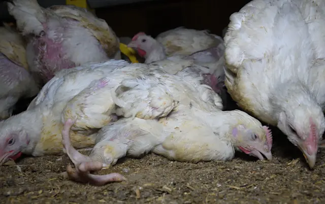 Factory Farming: What It Is and Why It's a Problem