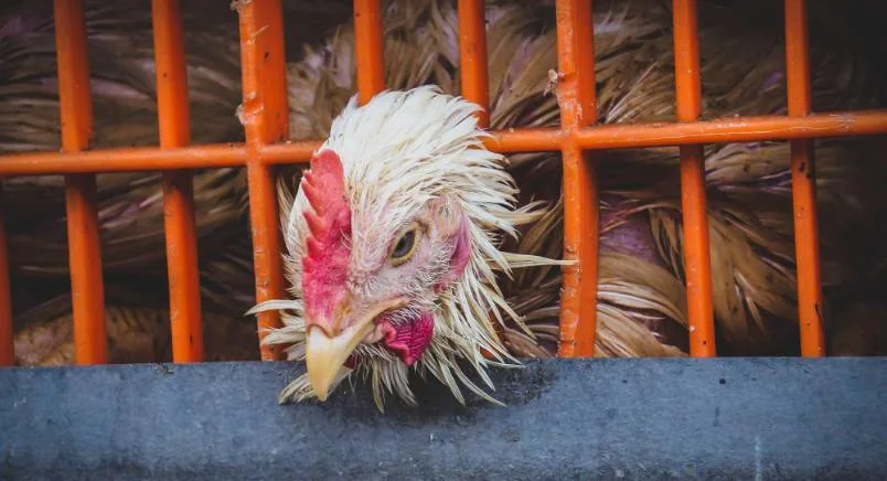 The Humane League