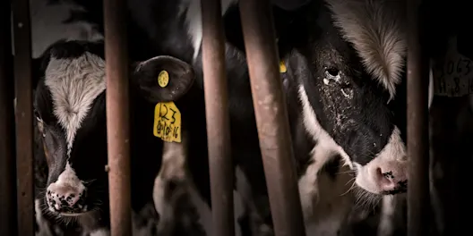 12 facts about factory farming and the environment