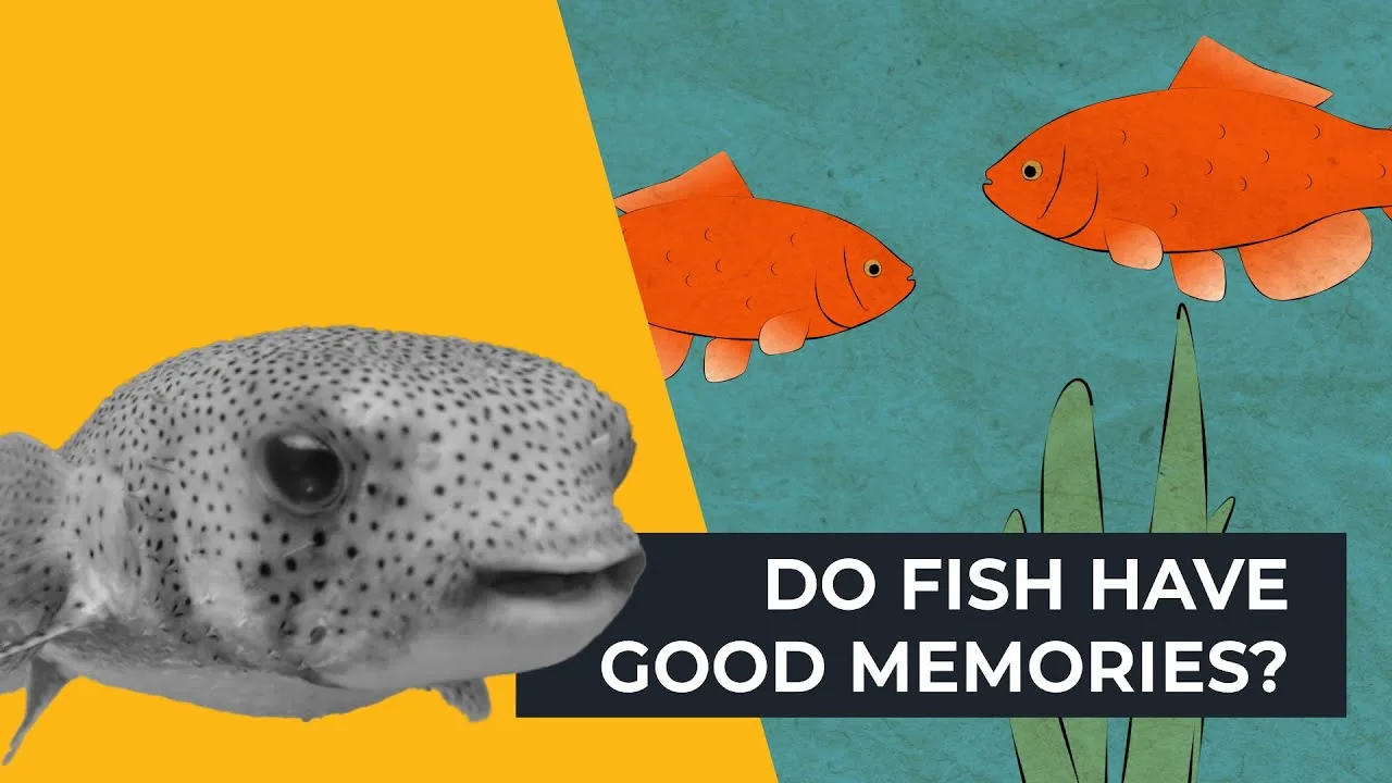 Do fish have good memories or are they forgetful?