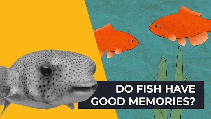 Do fish have good memories or are they forgetful?