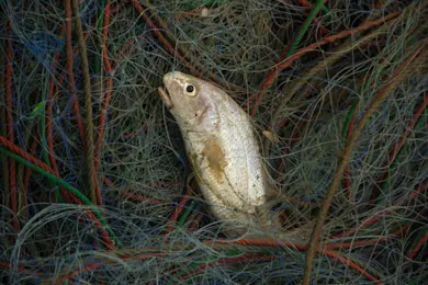 Fish have feelings, too: The emotional lives of fish