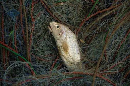 Fish have feelings, too: The emotional lives of fish