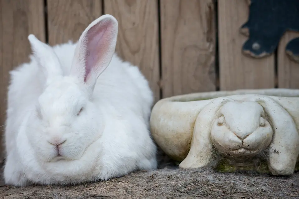 What makes us love animals? Animal lovers share their stories