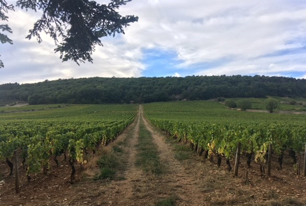Domaine Bruno Clair: Our Man in Marsannay | Justerini & Brooks | Fine ...