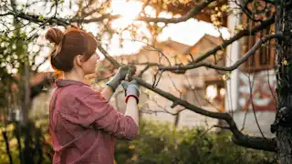 Trees and neighbours | People's Law