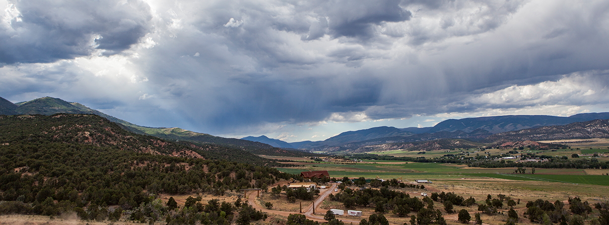 PowerGize Herbal Supplement | Young Living Essential Oils