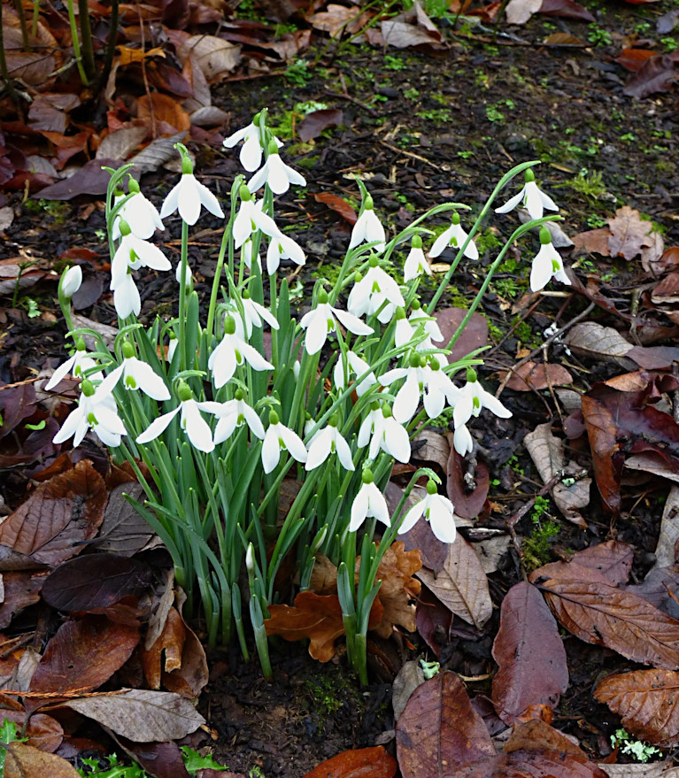 Snowdrops, sofas & supermarket prices – this week's MSE Forum highlights