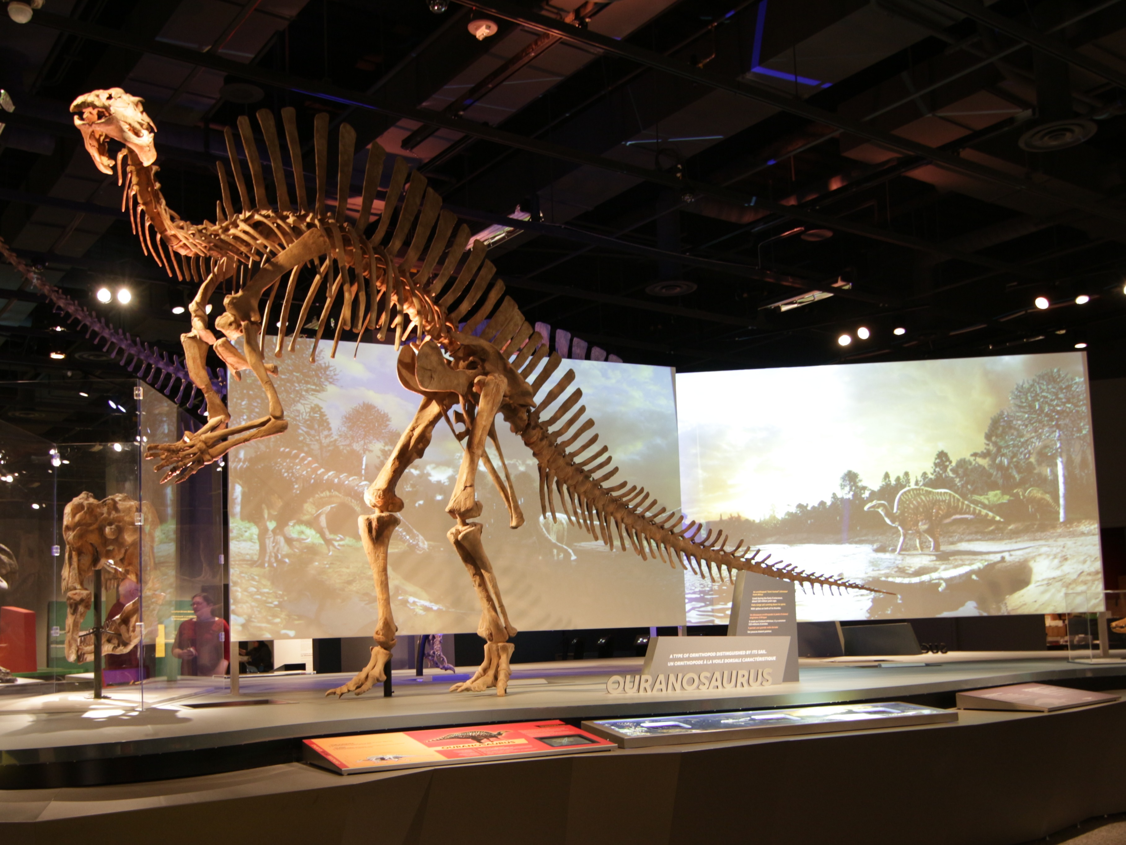 Ouranosaurus | Science Museum of Minnesota