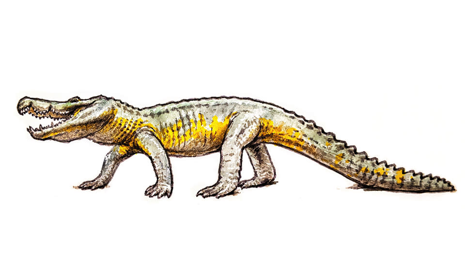 At-home activity: Draw a Borealosuchus | Science Museum of Minnesota