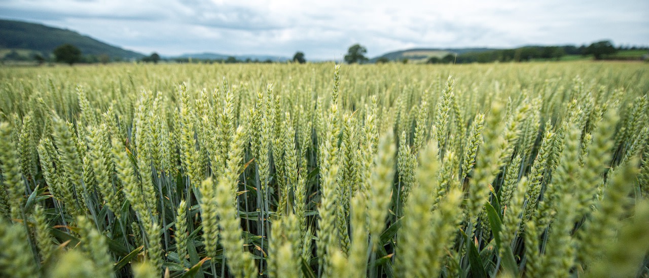 Crop management software | TELUS Agriculture & Consumer Goods GB