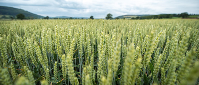 Crop management software | TELUS Agriculture & Consumer Goods GB