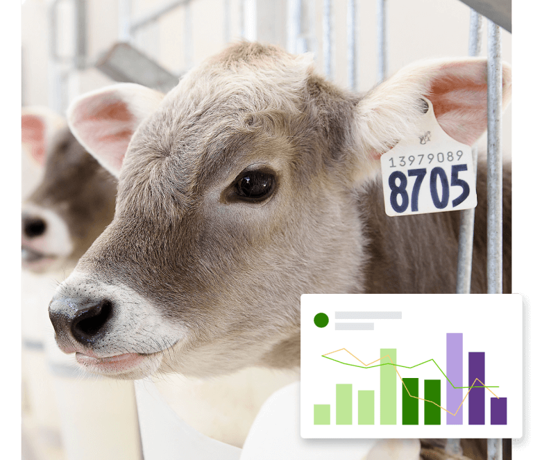 Calf Growers | TELUS Agriculture & Consumer Goods