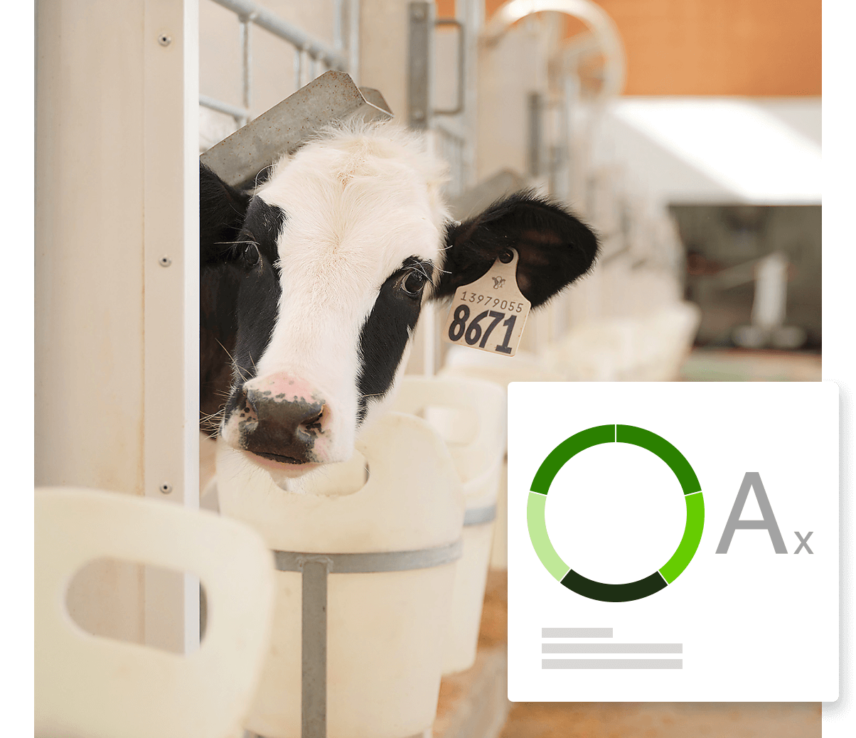 Calf Health Management | TELUS Agriculture & Consumer Goods US