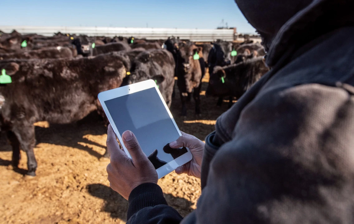 Feedlot Cattle Feeding Strategies | TELUS Agriculture & Consumer Goods IE