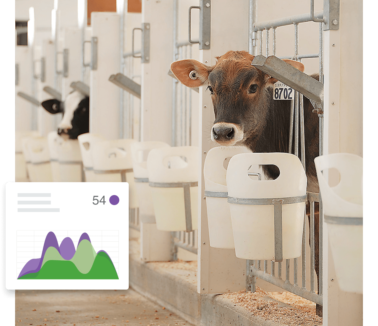 Calf Growers | TELUS Agriculture & Biens de consommation