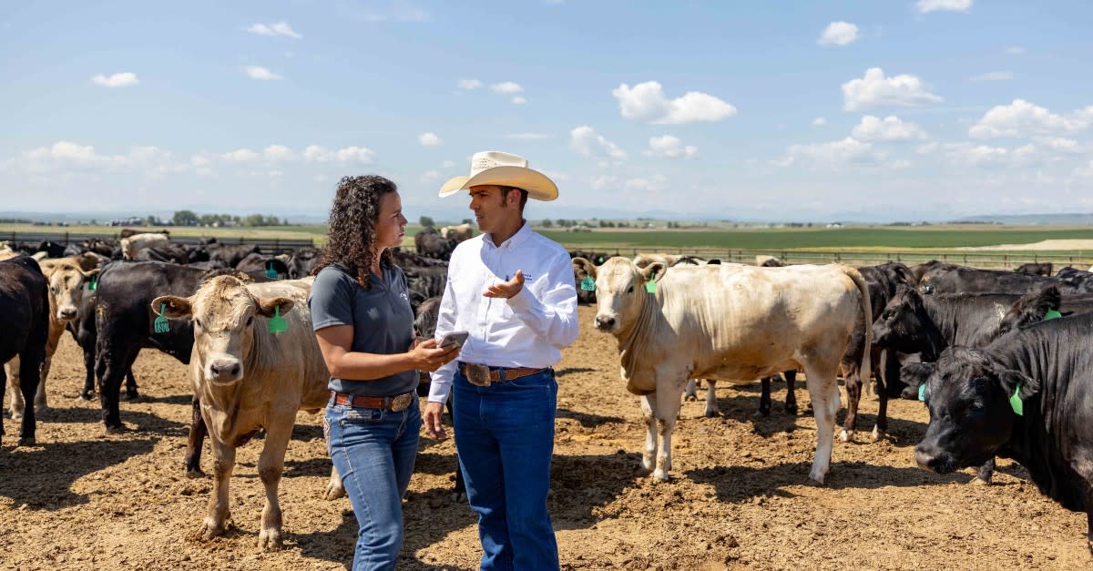 Three research-backed strategies for optimal cattle nutrition | TELUS ...