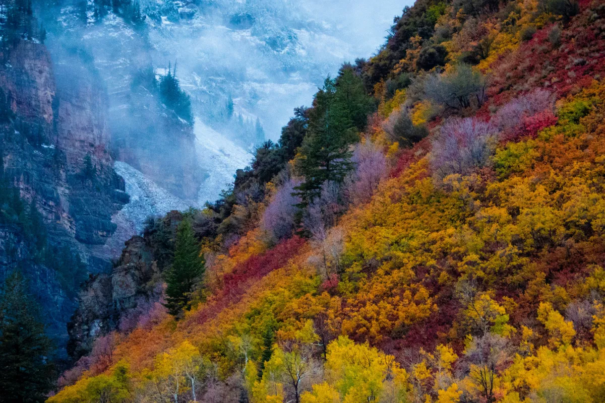 Fall Leaves | Breeze Airways