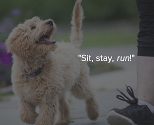 Running With Dogs: The Top 5 Tips For Running With Your Dog [guide ...