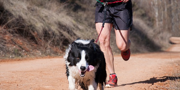 Running With Dogs: The Top 5 Tips For Running With Your Dog [guide ...