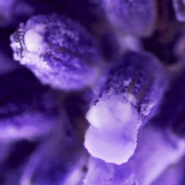 9 Elements | Eco-Friendly Cleaning: Discover 9 Elements' Formula for a ...