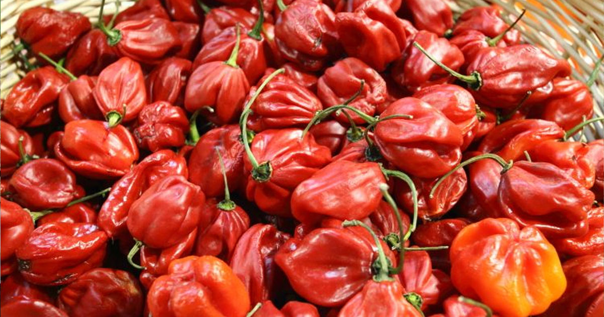 Goûter au Piment antillais