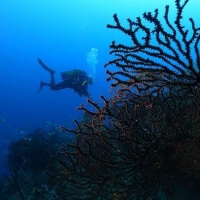 Top 10 - Meilleurs Spots de Plongée à Faire en Martinique