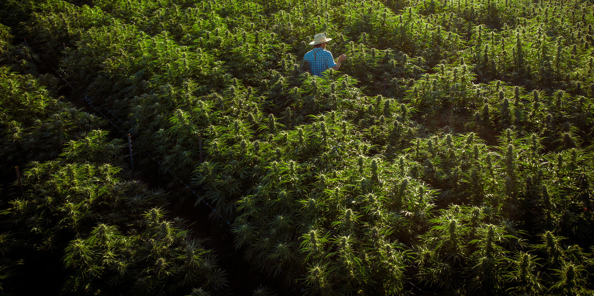 Celebrate National CBD Day: Your Guide to Cannabis-Derived CBD Products