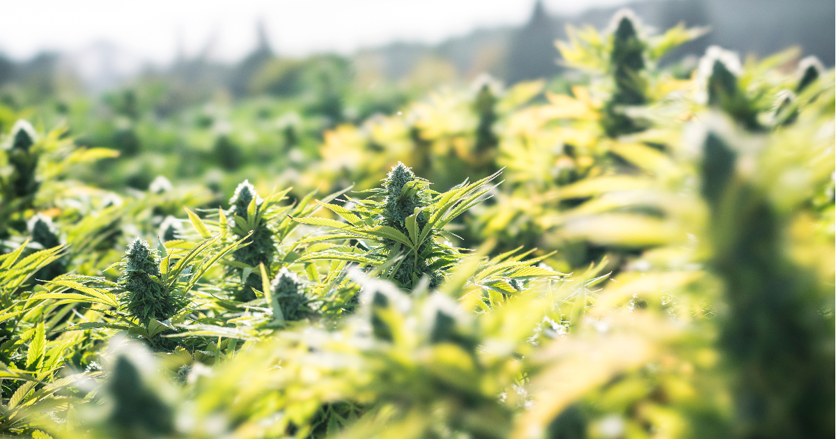 5 Sungrown Cultivations Ready for Croptober Harvest | March and Ash Blog