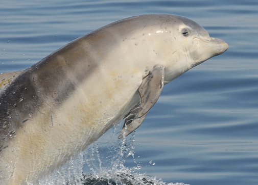 #541 (Shepherd) - Bottlenose Dolphin - Photo-ID Catalogues - CRRU