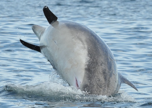 #067 (Panda (Splash)) - Bottlenose Dolphin - Photo-ID Catalogues - CRRU