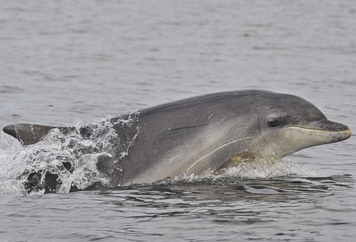 #517 (Doosh-doosh) - Bottlenose Dolphin - Photo-ID Catalogues - CRRU