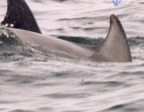 #124 (Puffer) - Bottlenose Dolphin - Photo-ID Catalogues - CRRU
