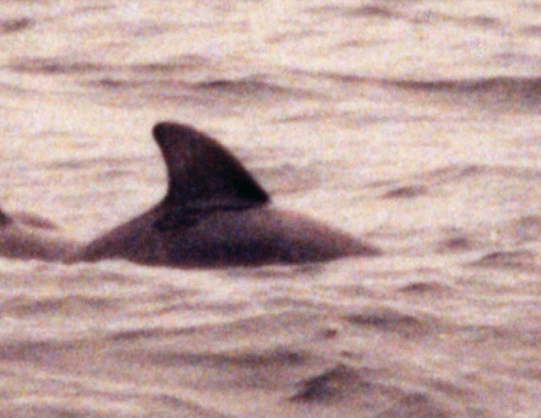 #086 (Ripple) - Bottlenose Dolphin - Photo-ID Catalogues - CRRU