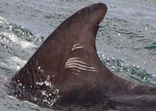 #626 (Gelato) - Bottlenose Dolphin - Photo-ID Catalogues - CRRU