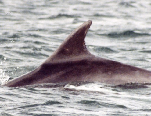 #228 (Razor) - Bottlenose Dolphin - Photo-ID Catalogues - CRRU