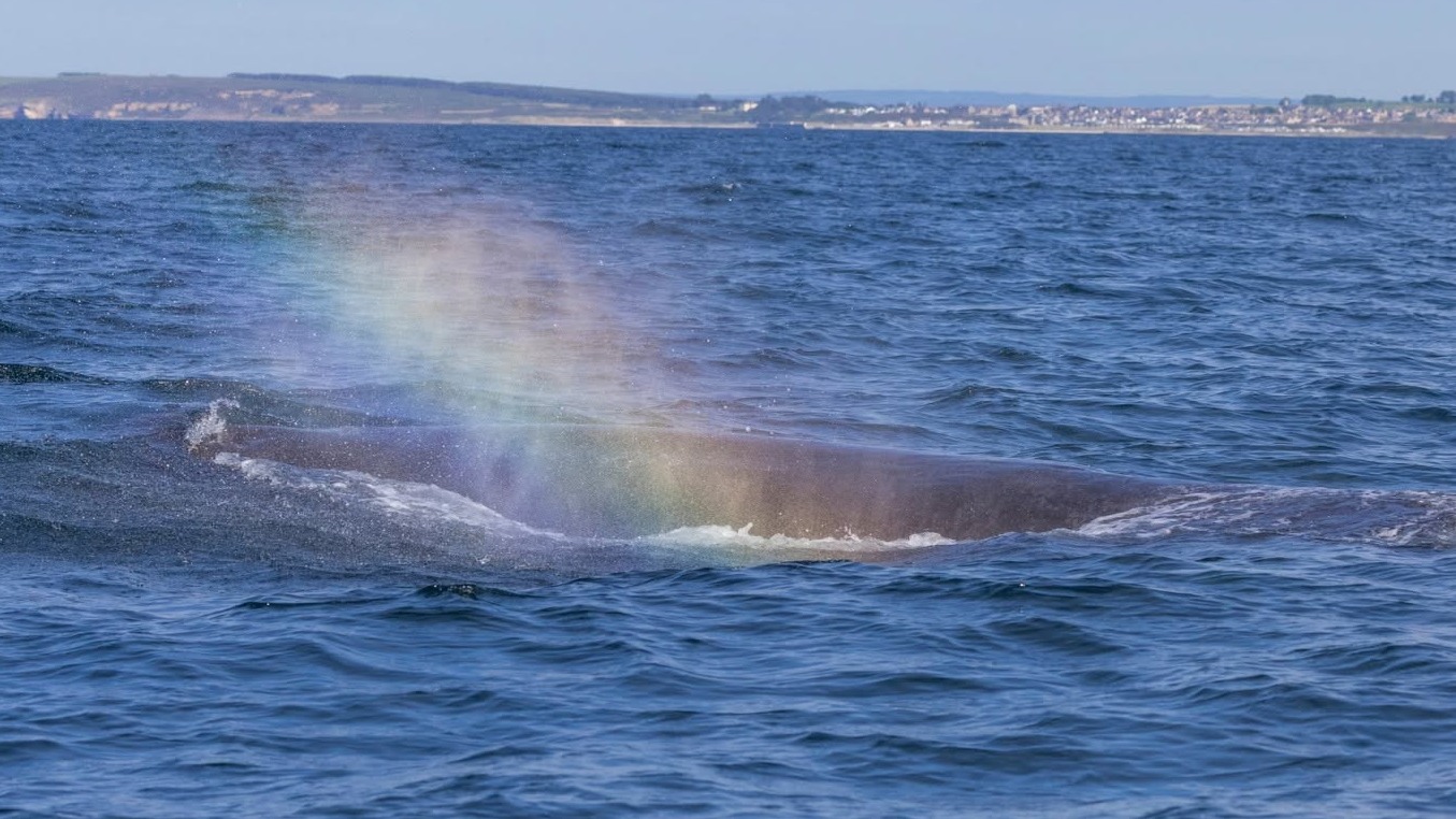 Sperm whale call-out, 19th June 2025 - News - CRRU