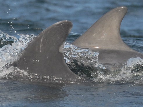 #455 (Side Spots/danielle) - Bottlenose Dolphin - Photo-ID Catalogues ...
