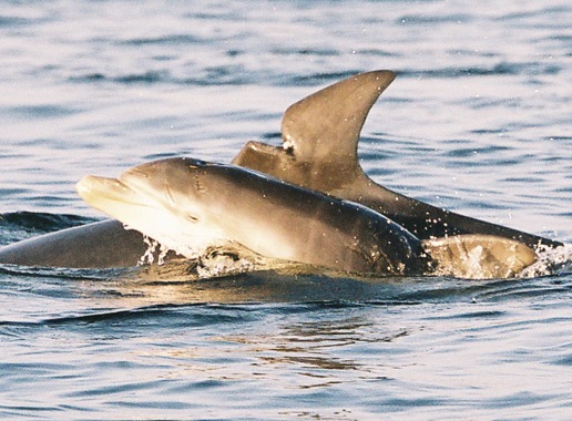 #302 (Floppy (Cutter)) - Bottlenose Dolphin - Photo-ID Catalogues - CRRU