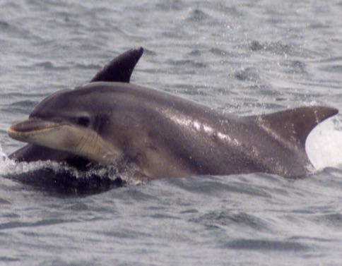 #244 (Dynamo) - Bottlenose Dolphin - Photo-ID Catalogues - CRRU