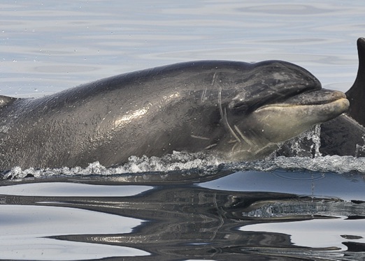 #035 (Blotchy) - Bottlenose Dolphin - Photo-ID Catalogues - CRRU