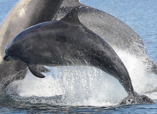 #275 (Splash) - Bottlenose Dolphin - Photo-ID Catalogues - CRRU