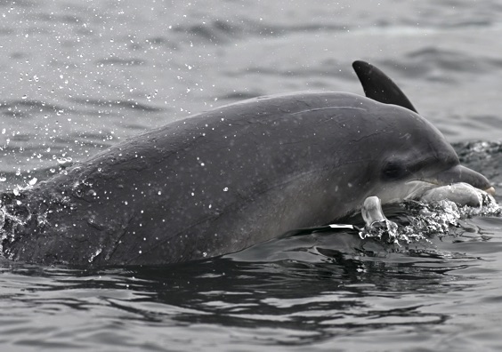 #750 (Eddy) - Bottlenose Dolphin - Photo-ID Catalogues - CRRU