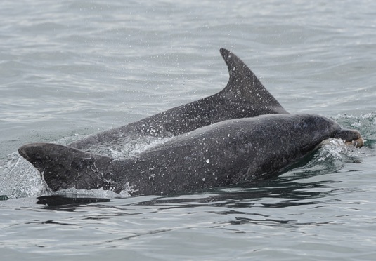 #048 (Shrek) - Bottlenose Dolphin - Photo-ID Catalogues - CRRU