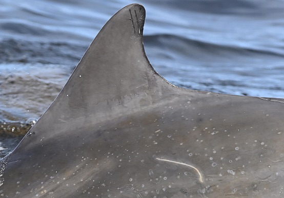 #680 (Moana) - Bottlenose Dolphin - Photo-ID Catalogues - CRRU