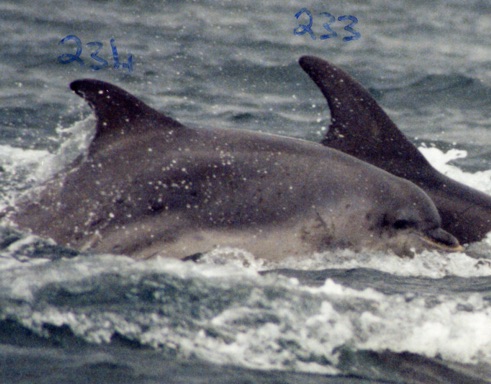 #234 (Demby) - Bottlenose Dolphin - Photo-ID Catalogues - CRRU