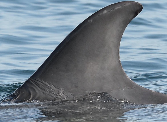 #725 - Bottlenose Dolphin - Photo-ID Catalogues - CRRU